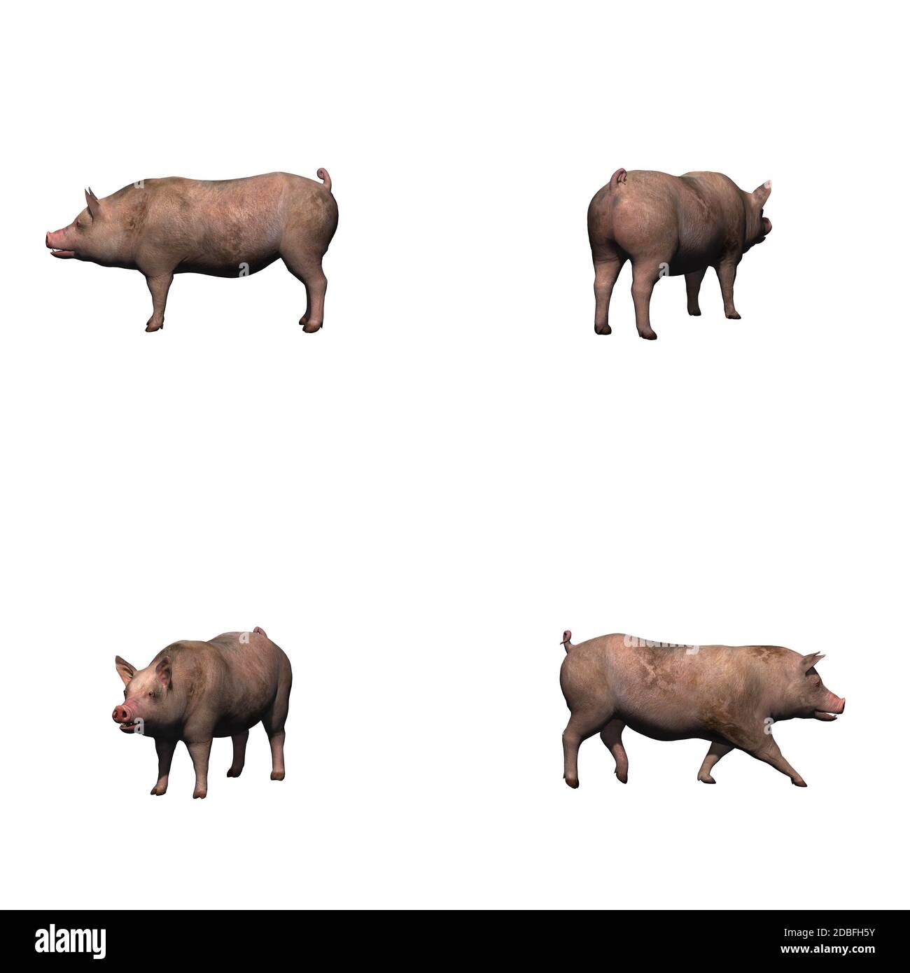 Set of farm animals - pig - isolated on white background Stock Photo ...