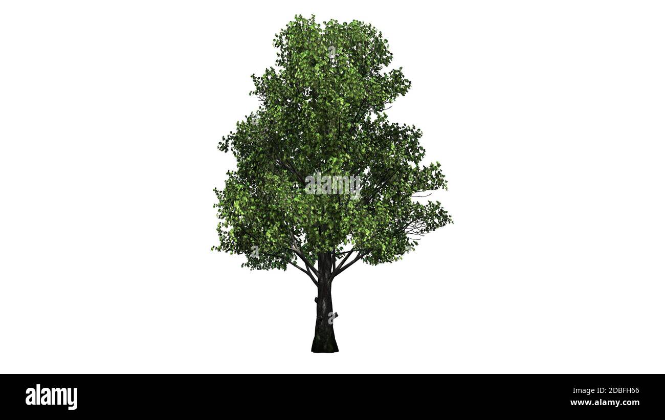 Sugar Maple tree on white background Stock Photo - Alamy