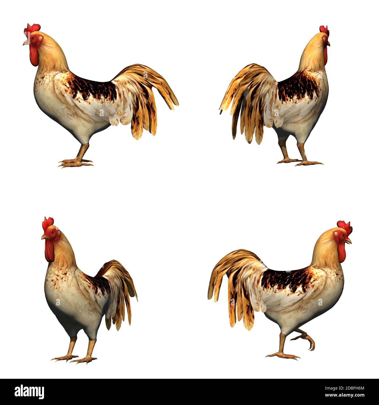 Set of farm animals - rooster - isolated on white background Stock ...
