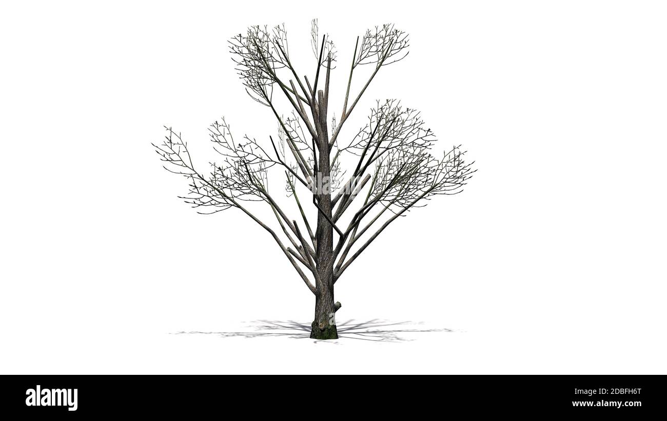 Sugar Maple in winter on white background Stock Photo - Alamy