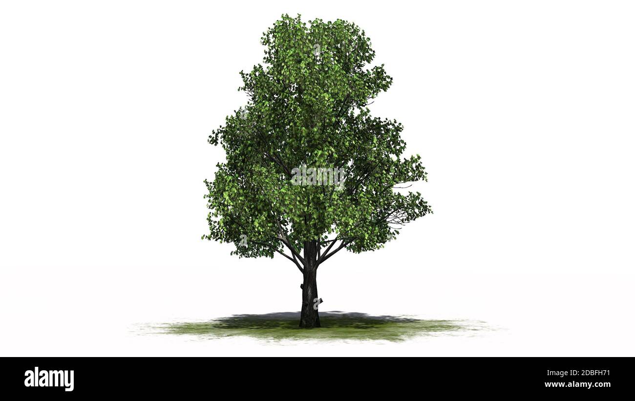 Sugar Maple tree on white background Stock Photo - Alamy
