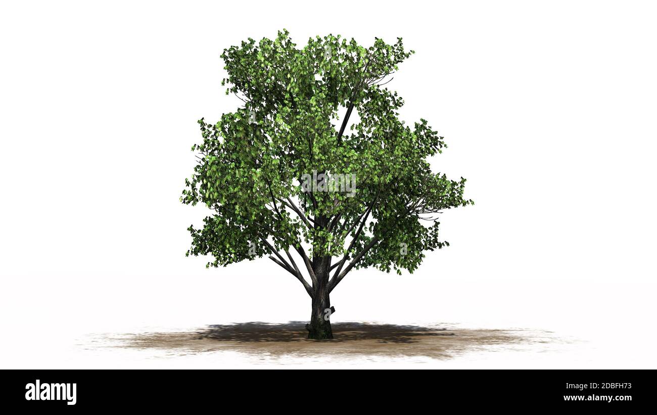 Sugar Maple tree on white background Stock Photo - Alamy