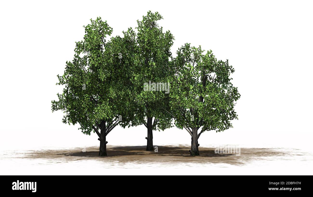 Sugar Maple tree cluster on white background Stock Photo - Alamy
