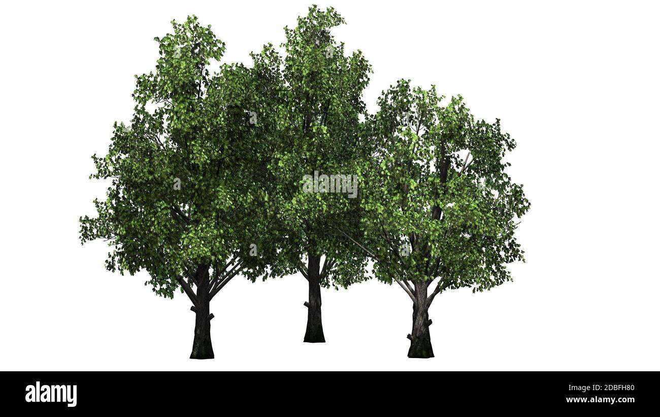 Sugar Maple tree cluster on white background Stock Photo - Alamy