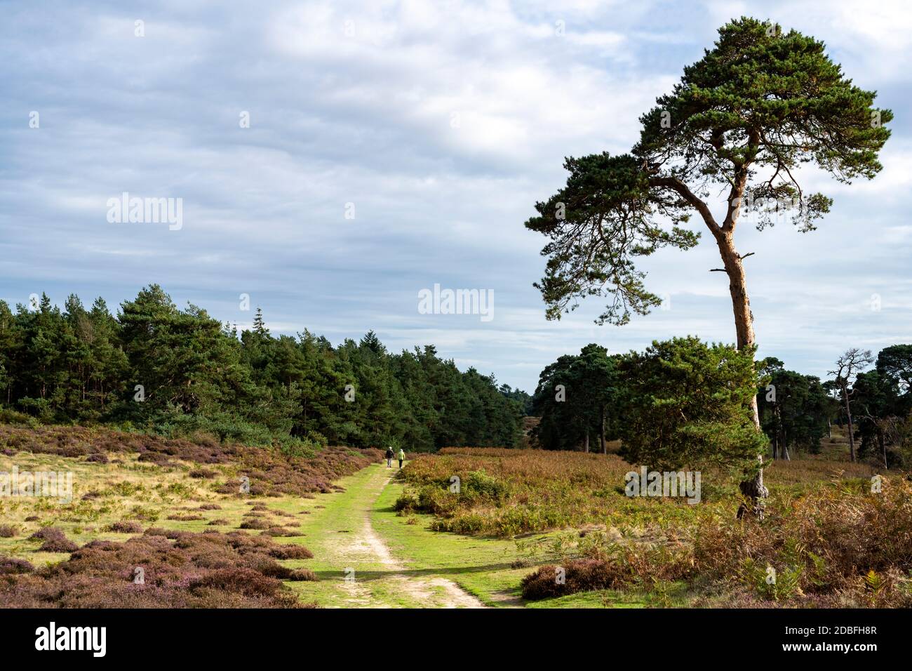 England woods heath heathland east anglia hi-res stock photography and ...