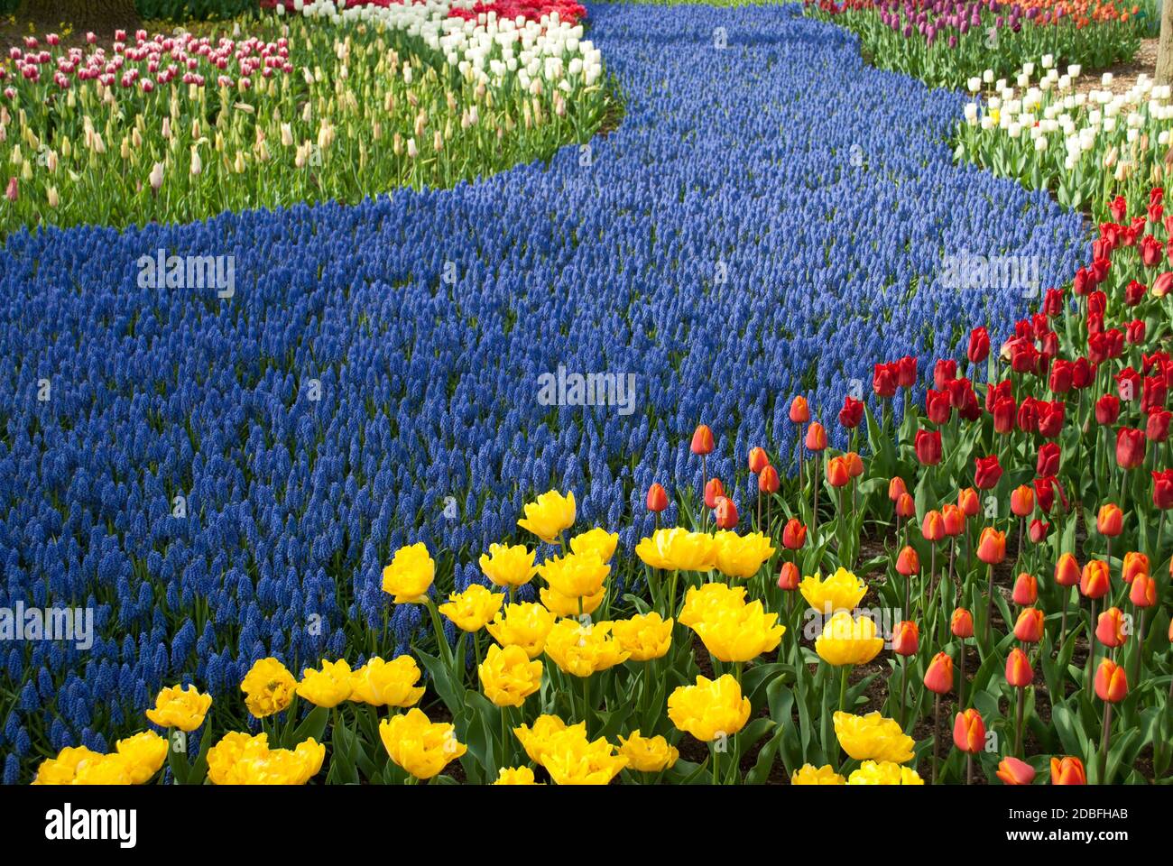Spring flowers different types hi-res stock photography and images - Alamy
