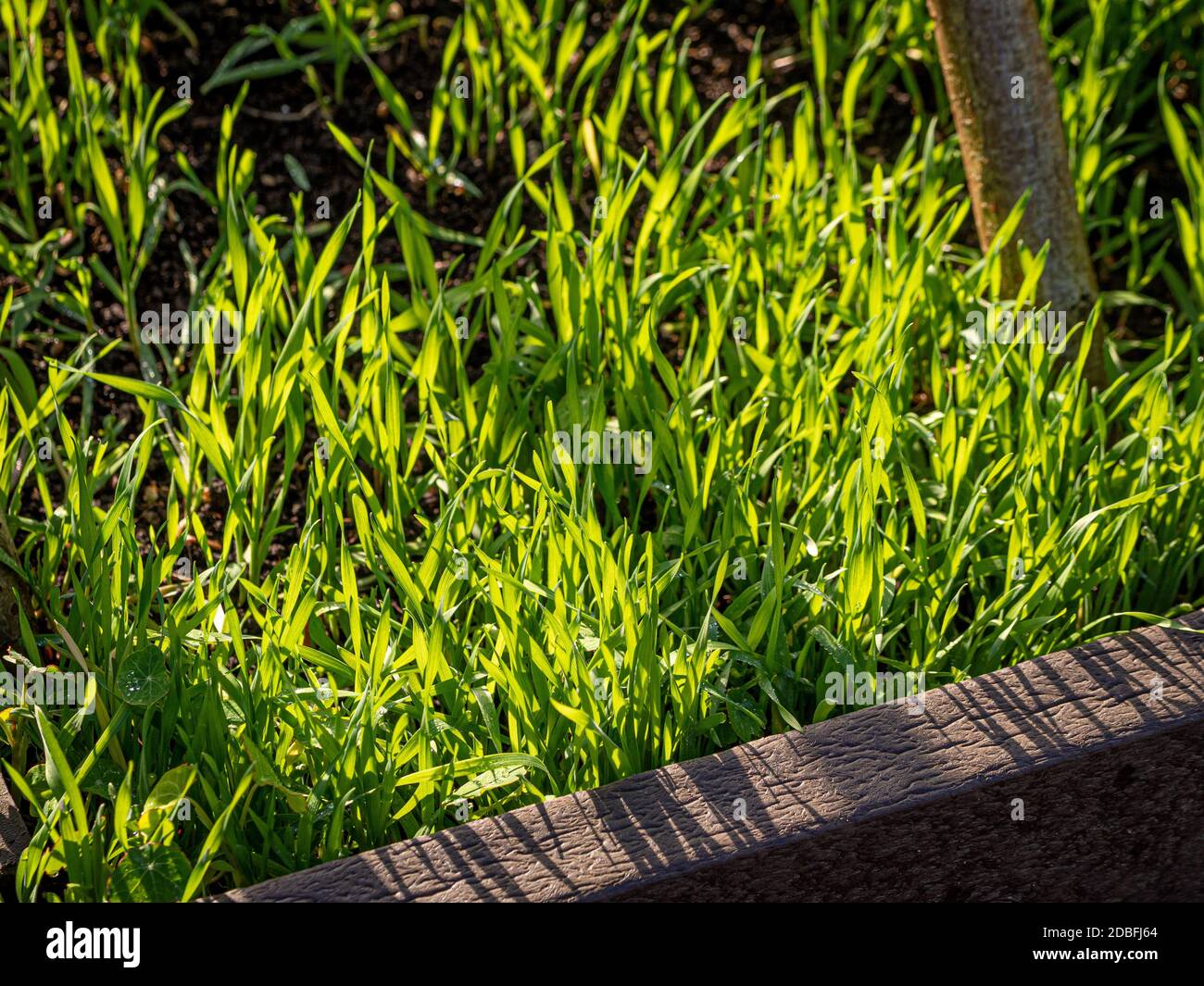 Grazing Rye, a type of green manure growing in a raised vegetable bed ...