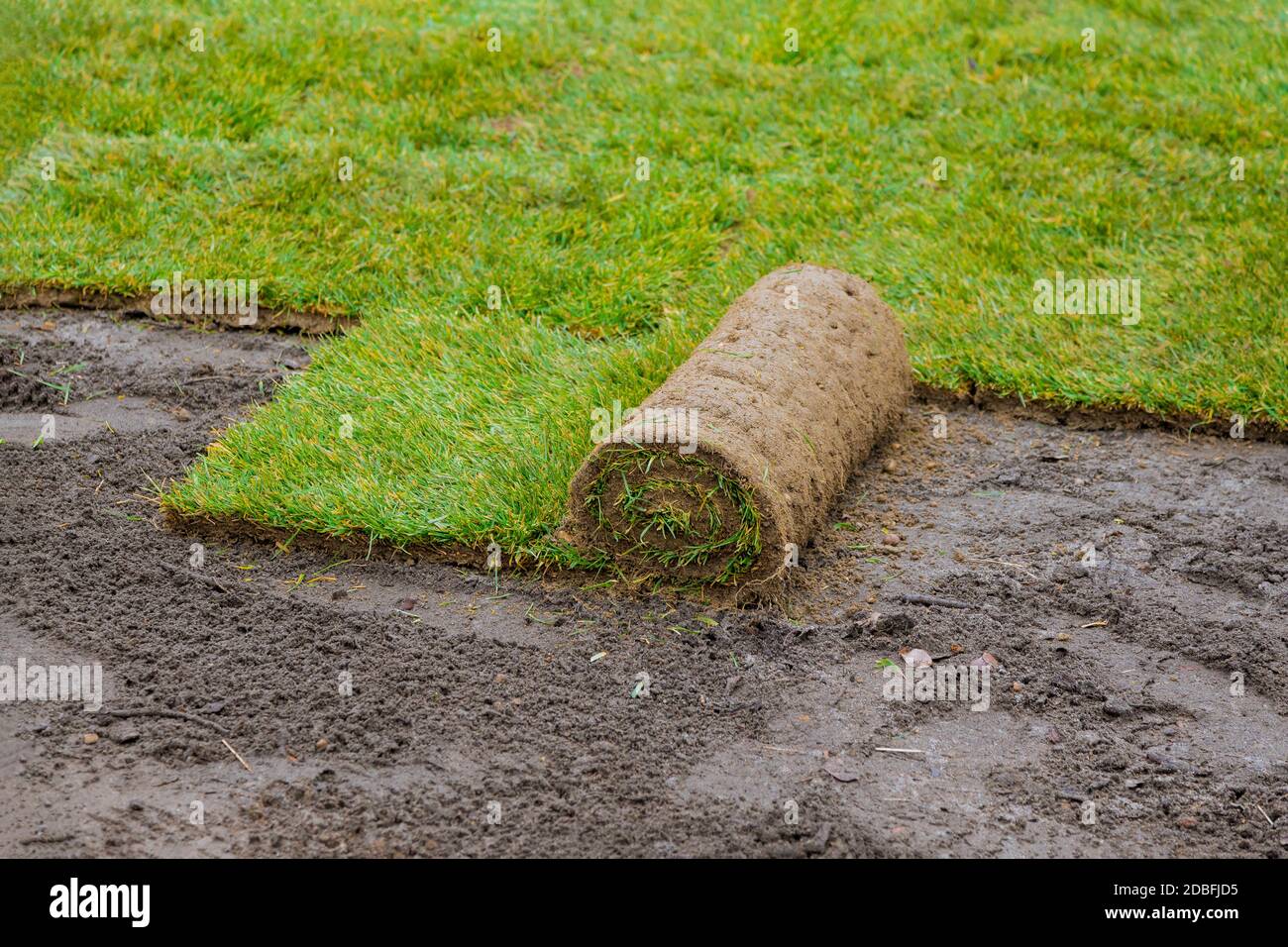 Applying rolled green grass with laying sod for new lawn applying turf ...