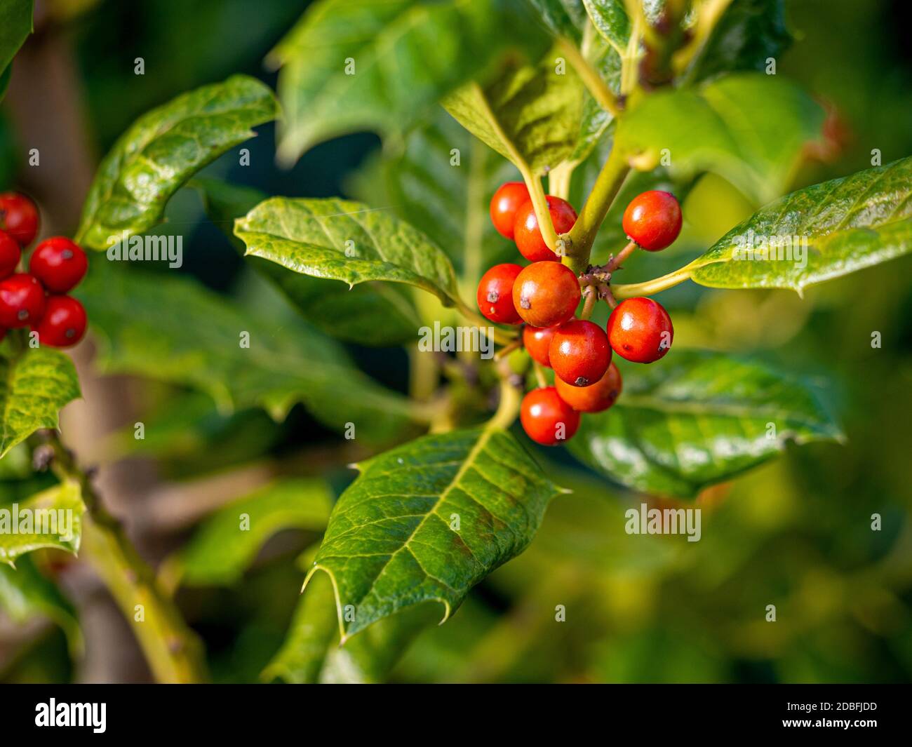 Ilex nellie stevens holly hi-res stock photography and images - Alamy
