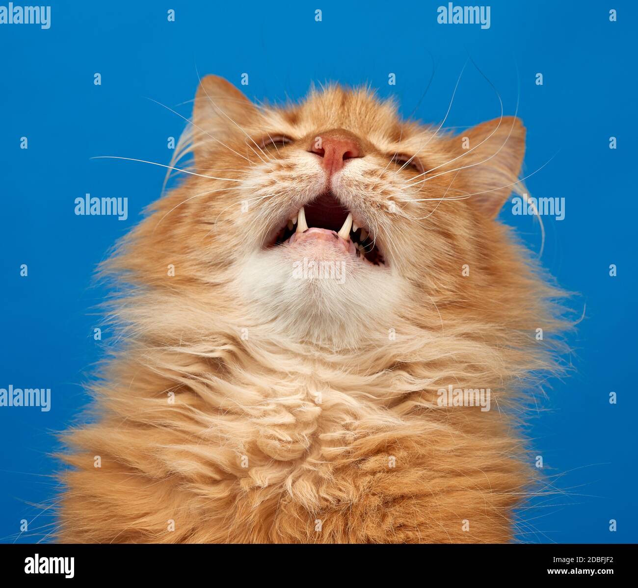 portrait of adult ginger fluffy cat on a blue background, looking up ...