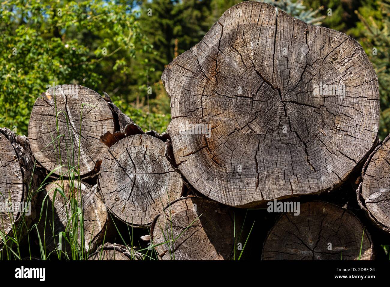 A cut of tree in a forest Stock Photo - Alamy
