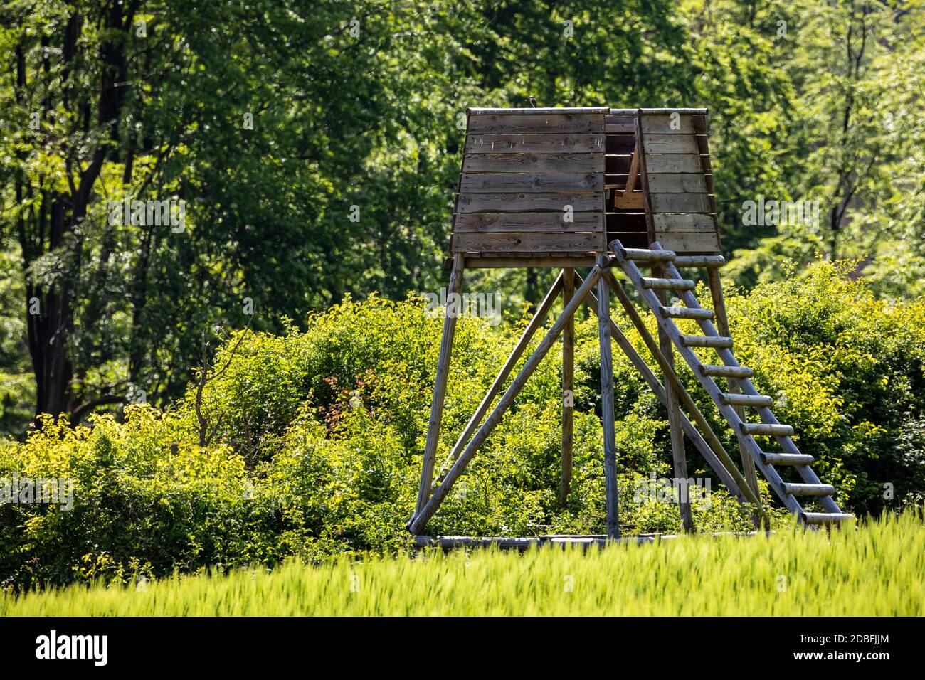 Hunting in the Forest Stock Photo - Alamy