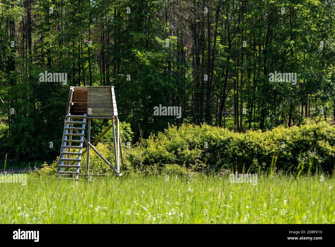 Hunting in the Forest Stock Photo - Alamy