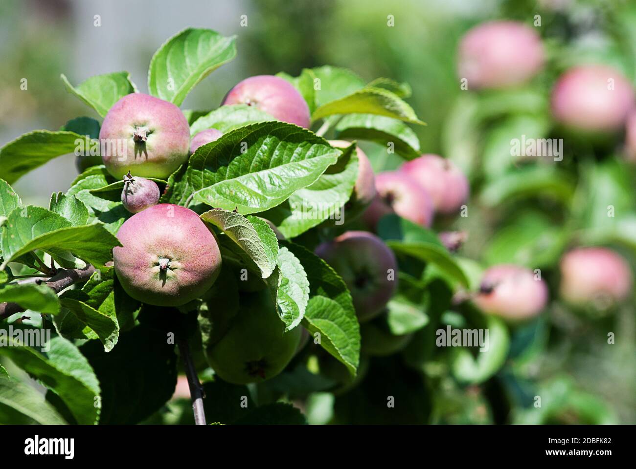 Apples grow on a tree branch Stock Photo - Alamy