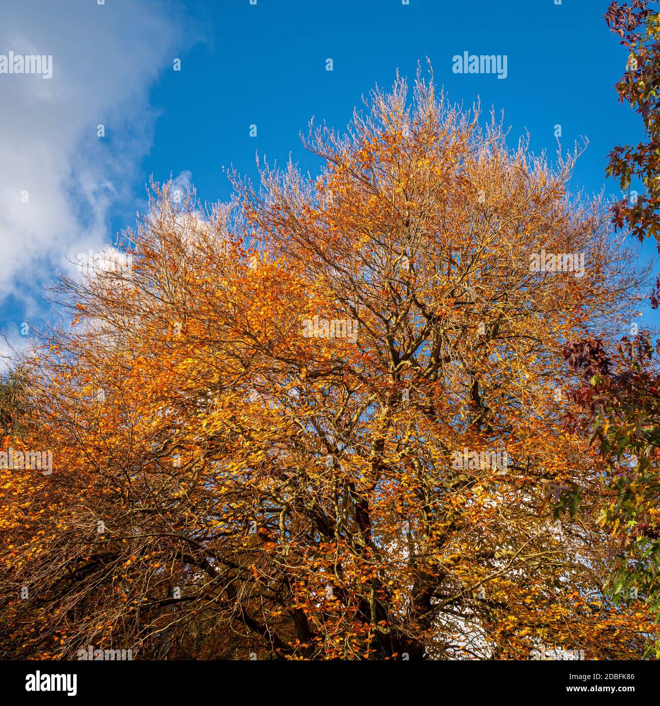Senescence hi-res stock photography and images - Alamy