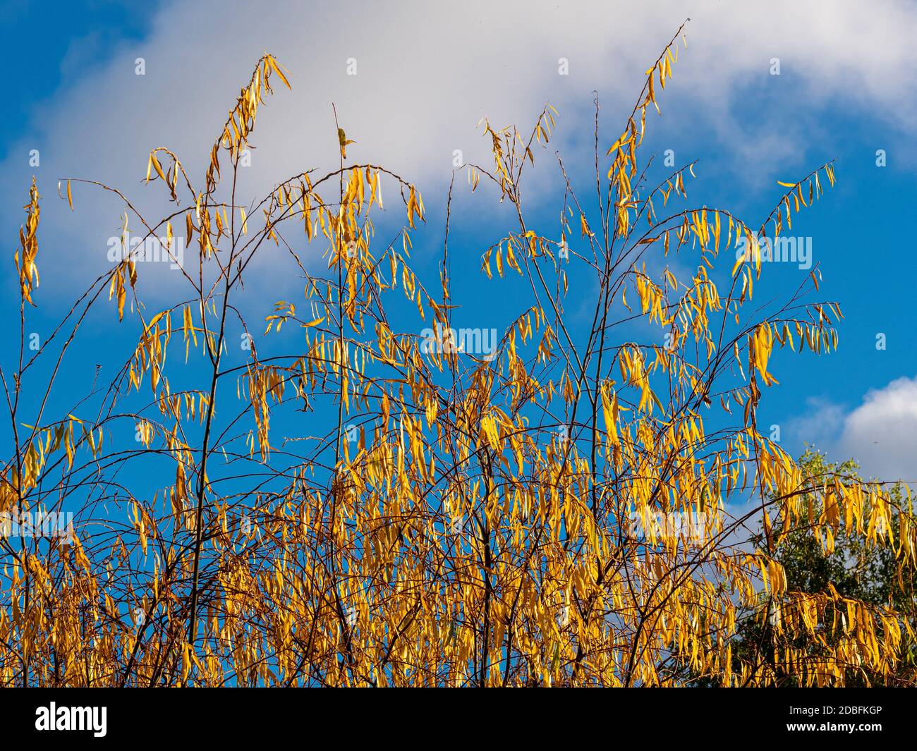 Golden willow hi-res stock photography and images - Alamy
