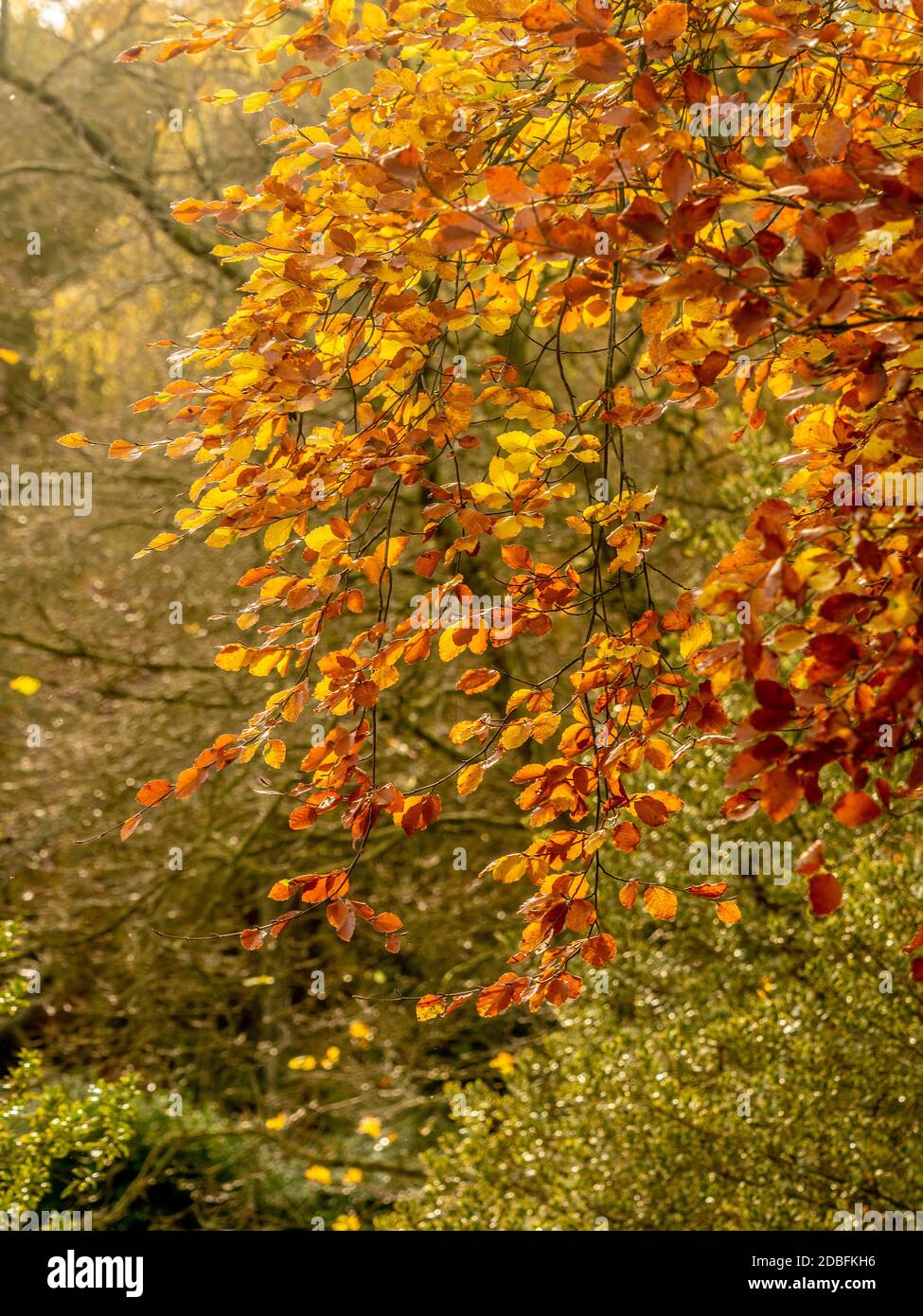 Golden beech tree hi-res stock photography and images - Alamy