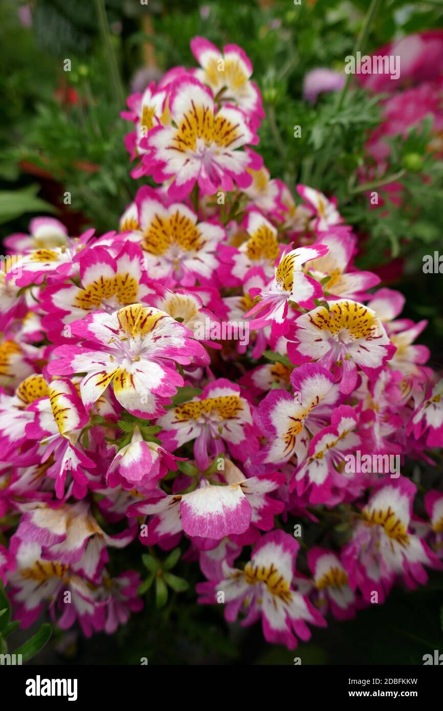 Butterfly flower (schizanthus) flowers hi-res stock photography and ...