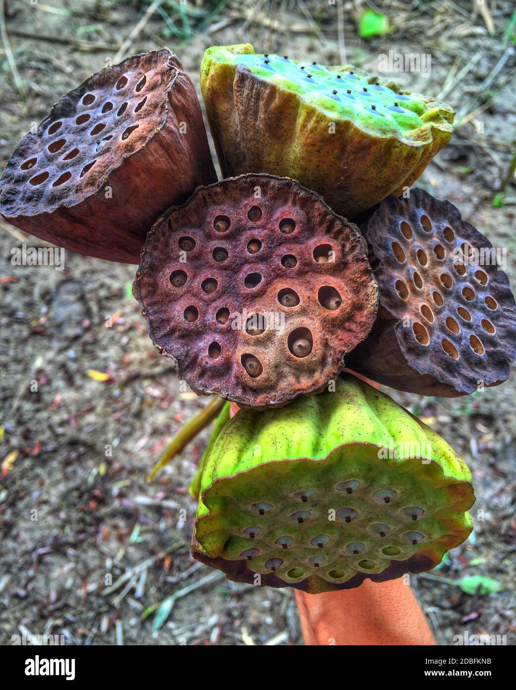 Lotus Fruit High Resolution Stock Photography and Images - Alamy