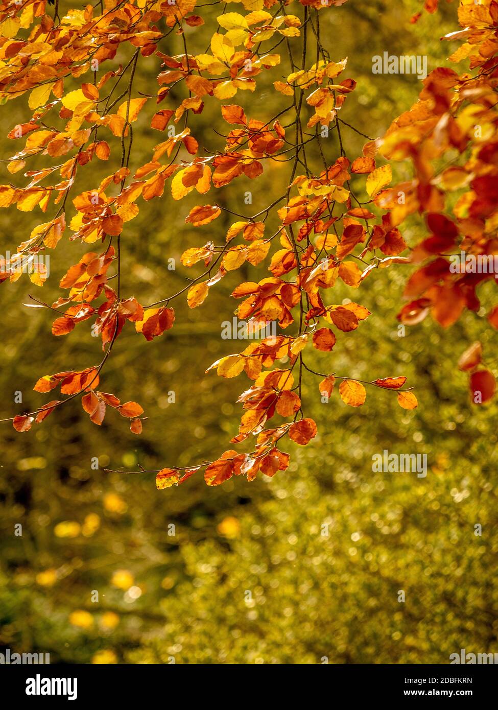 Beech tree autumn fall colour color hi-res stock photography and images ...