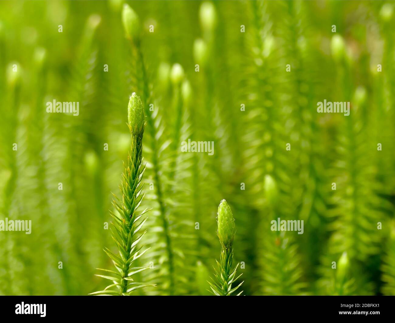 Fir moss in a german forest with flower in spring hi-res stock ...