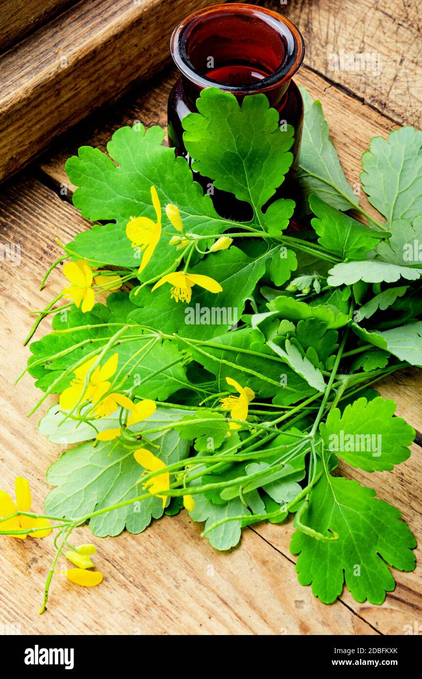 Extract or tincture from a celandine plant.Medicinal herbs Stock Photo ...