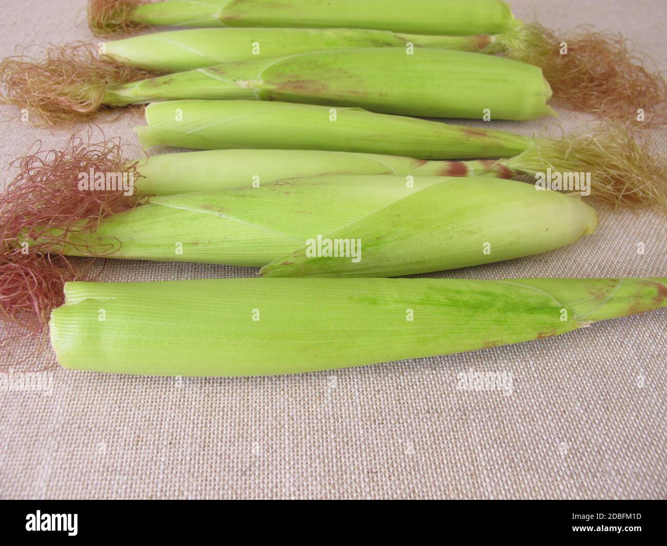 Young corn ears in husk leaves from the garden Stock Photo - Alamy