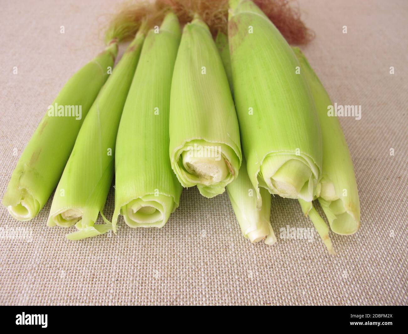 Young corn ears in husk leaves from the garden Stock Photo - Alamy
