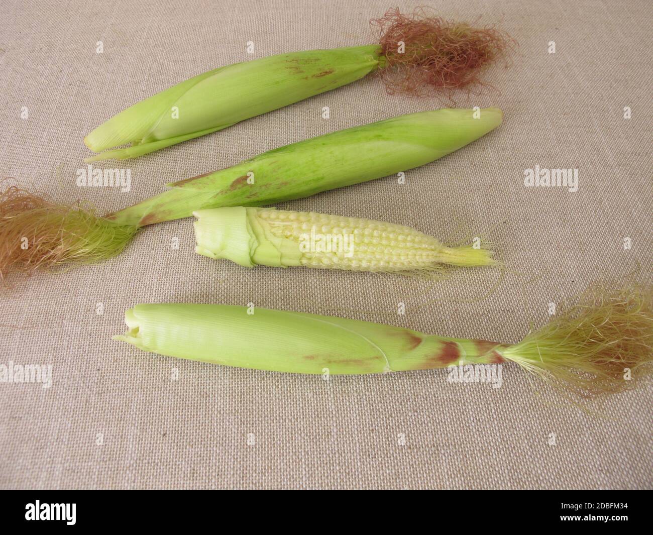 Young corn ears in husk leaves from the garden Stock Photo - Alamy