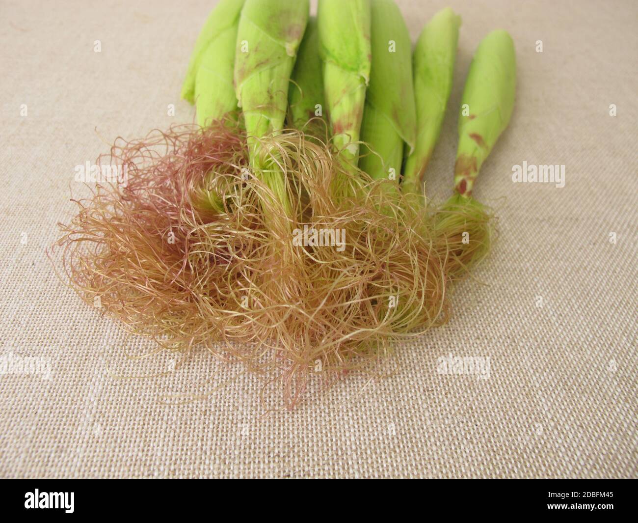 Young corn ears in husk leaves from the garden Stock Photo - Alamy