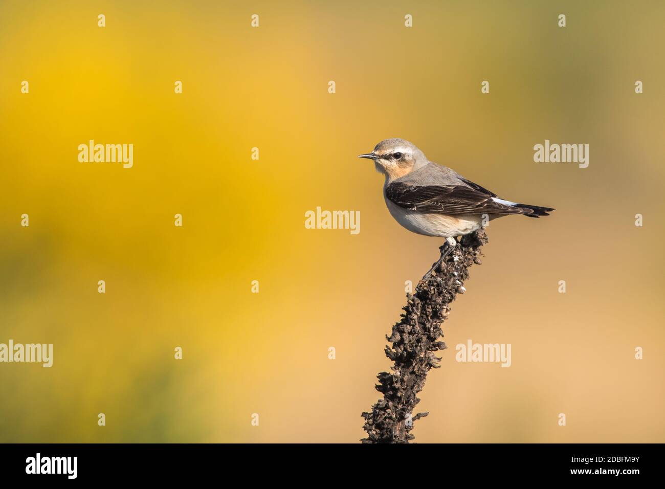 A common wheatear is searching for fodder Stock Photo - Alamy