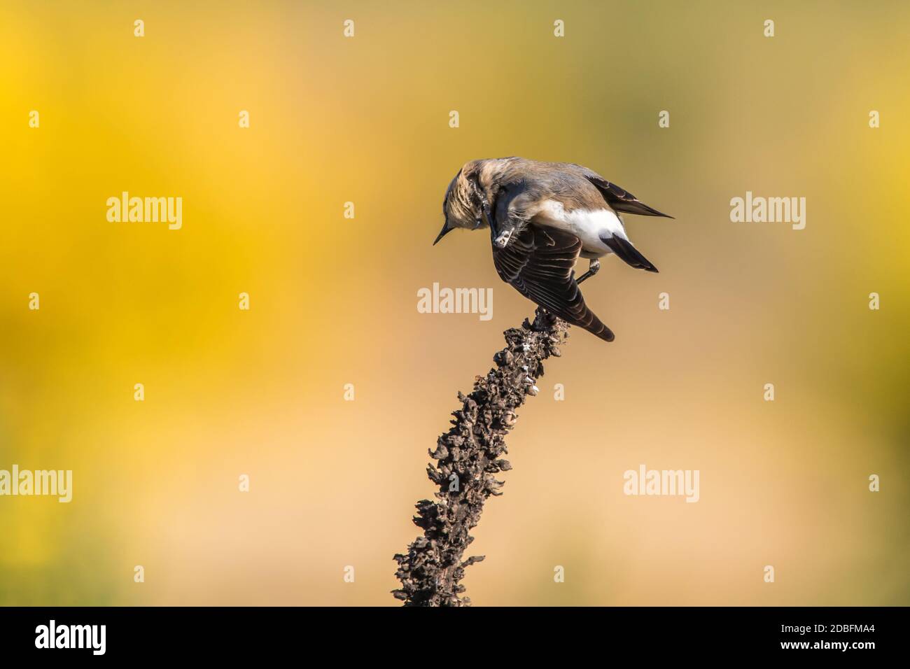Common Wheatear High Resolution Stock Photography and Images - Alamy