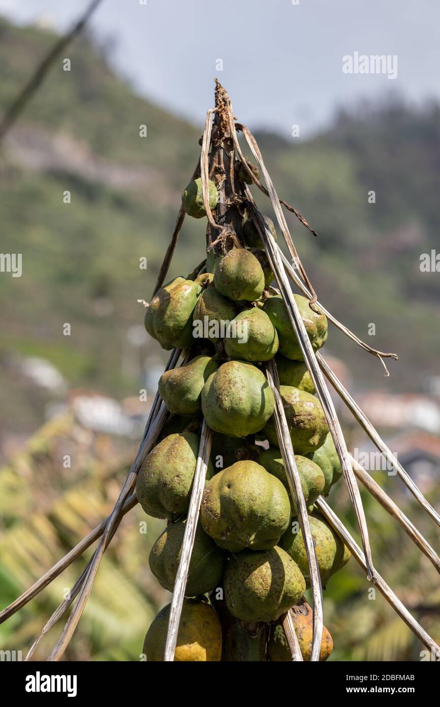 Ripe green papaya hanging from a papaya tree. Papaya tree and bunch of ...