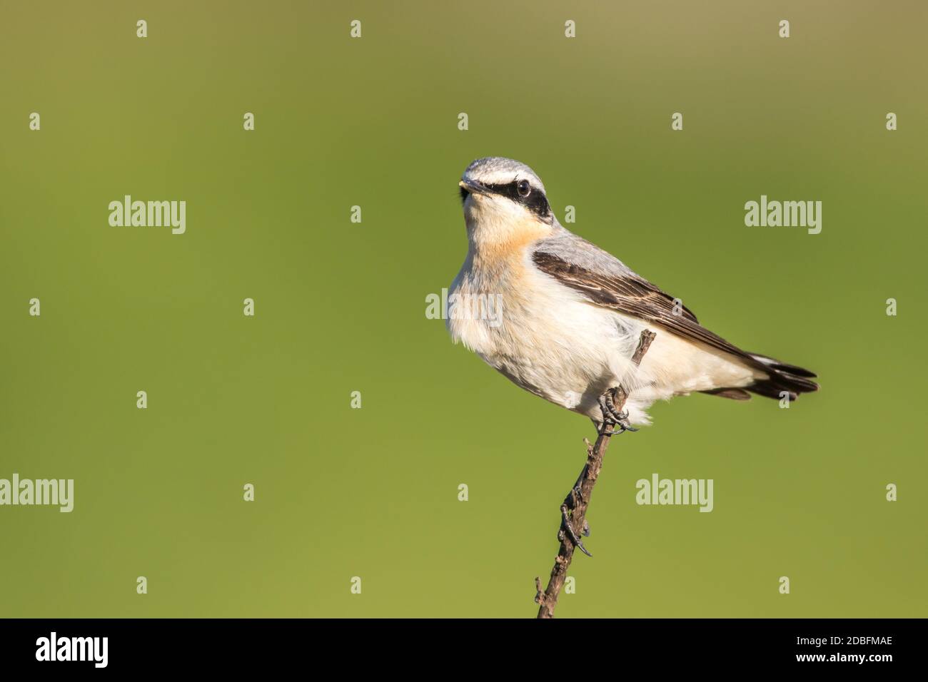 Common wheatear hi-res stock photography and images - Alamy