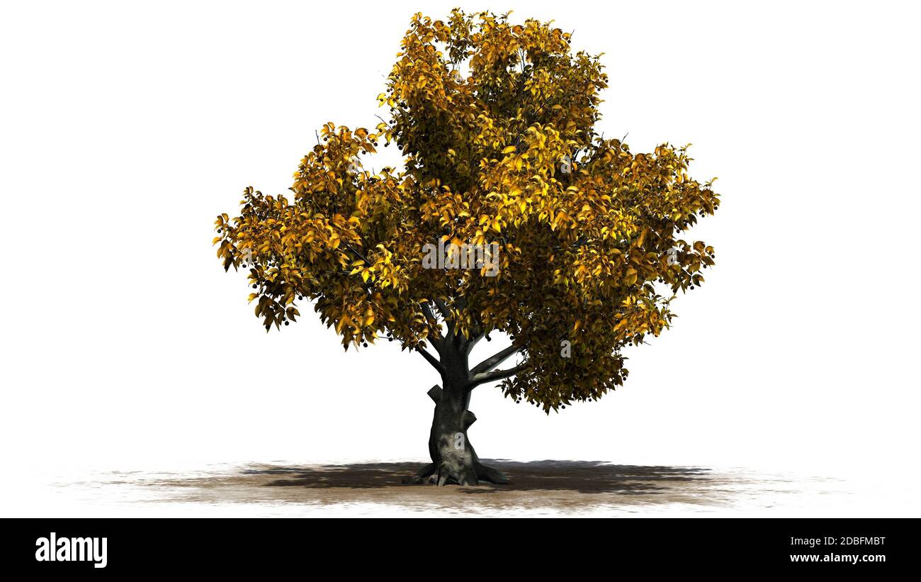 American Beech tree - isolated on white background Stock Photo - Alamy