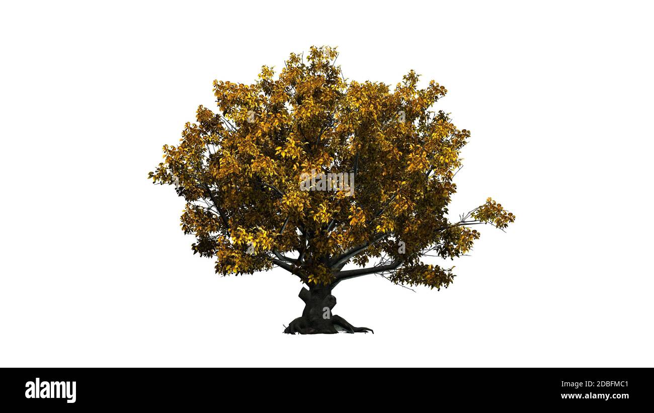 American Beech tree - isolated on white background Stock Photo - Alamy