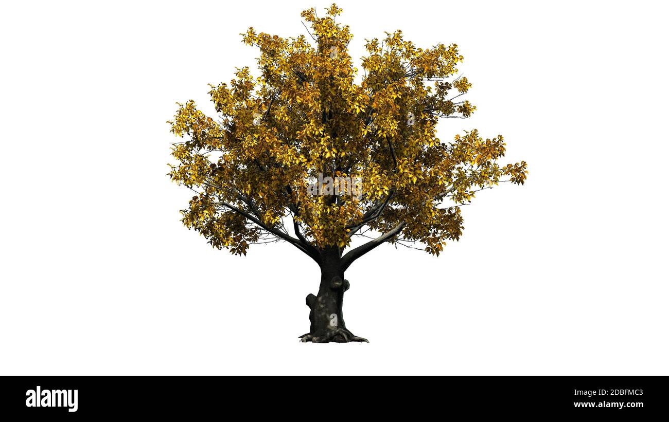 North american beech Cut Out Stock Images & Pictures - Alamy