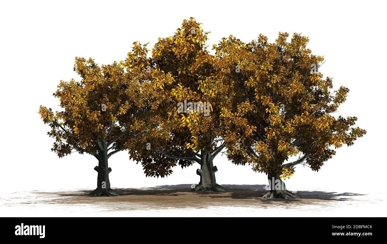 American Beech tree - isolated on white background Stock Photo - Alamy