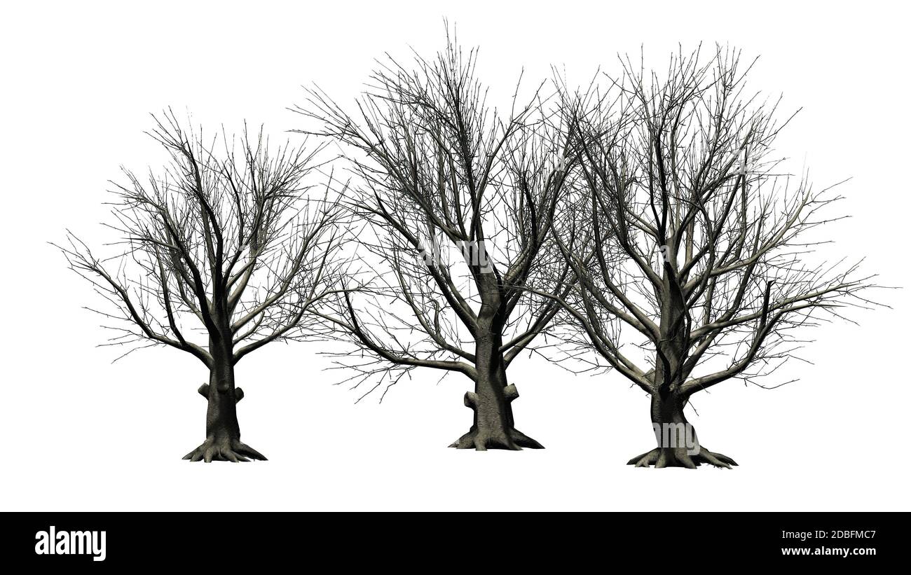 American Beech tree - isolated on white background Stock Photo - Alamy