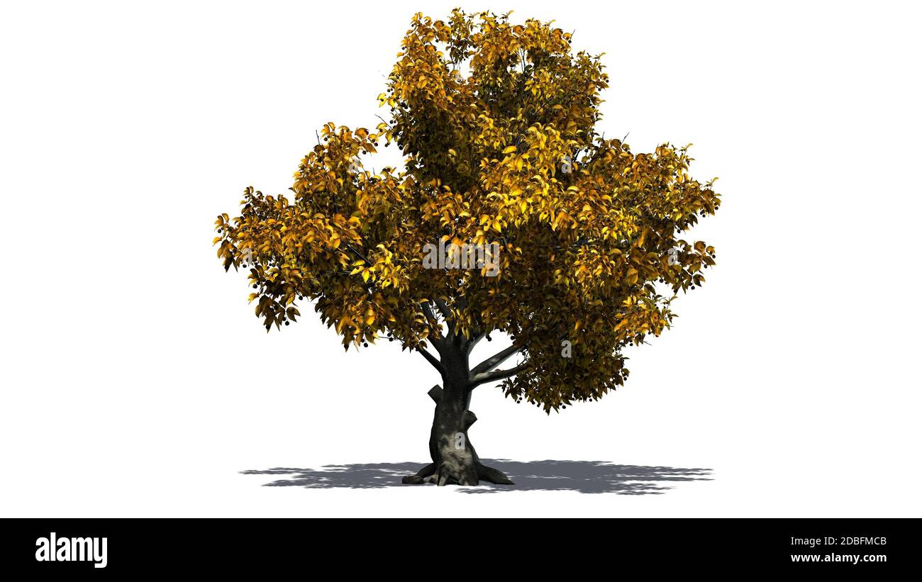 North american beech tree Cut Out Stock Images & Pictures - Alamy