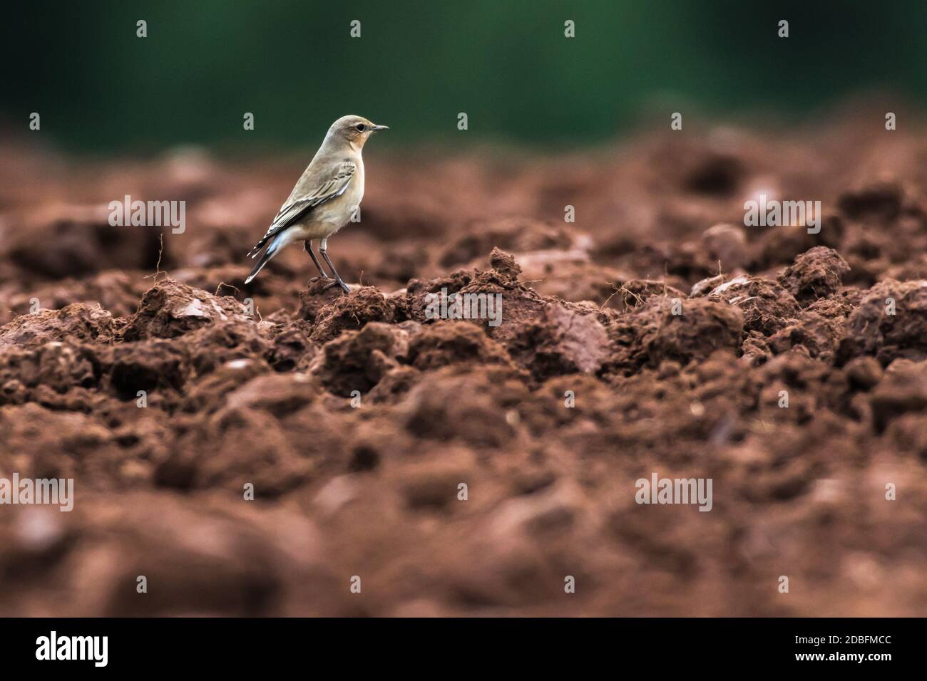 Common Wheatear High Resolution Stock Photography and Images - Alamy
