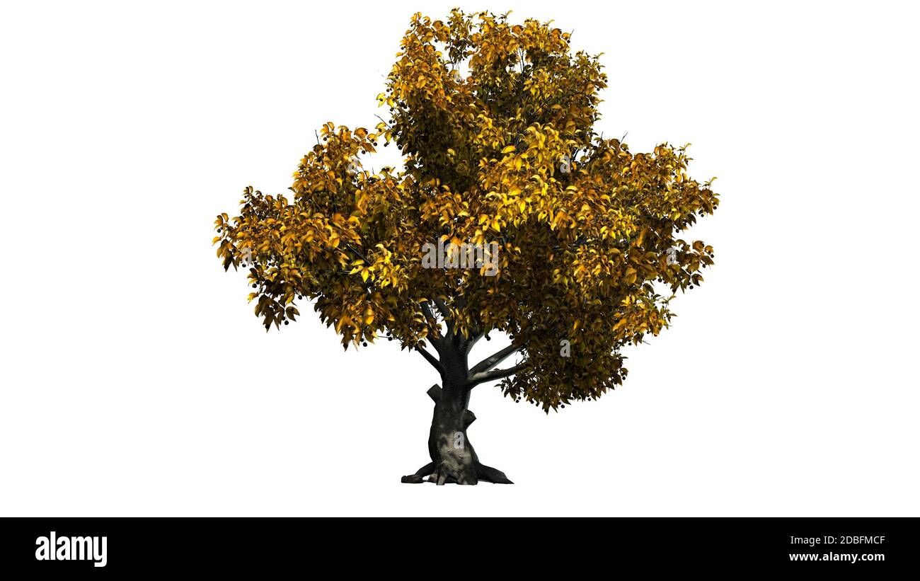 American Beech tree - isolated on white background Stock Photo - Alamy