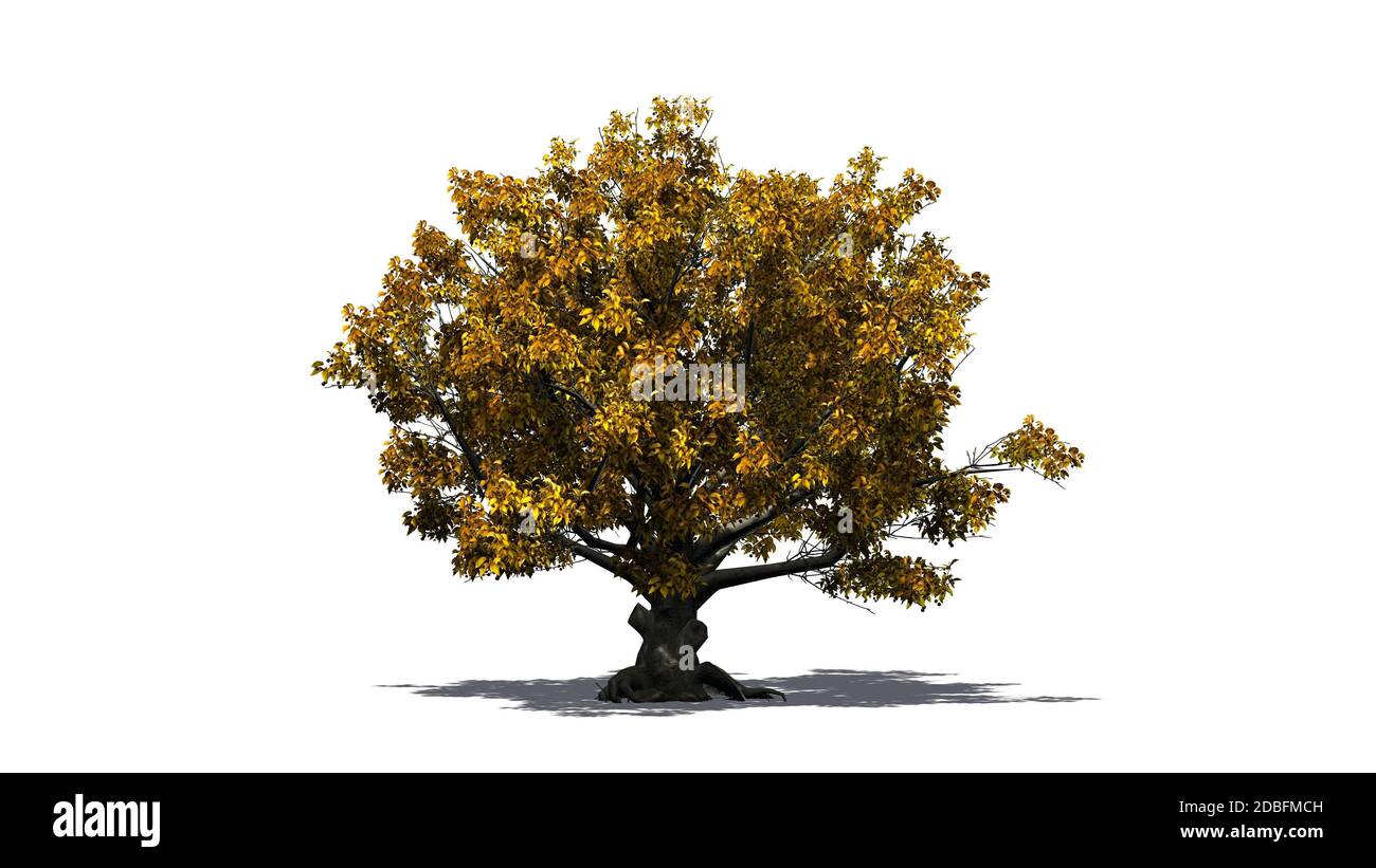 American Beech tree - isolated on white background Stock Photo - Alamy