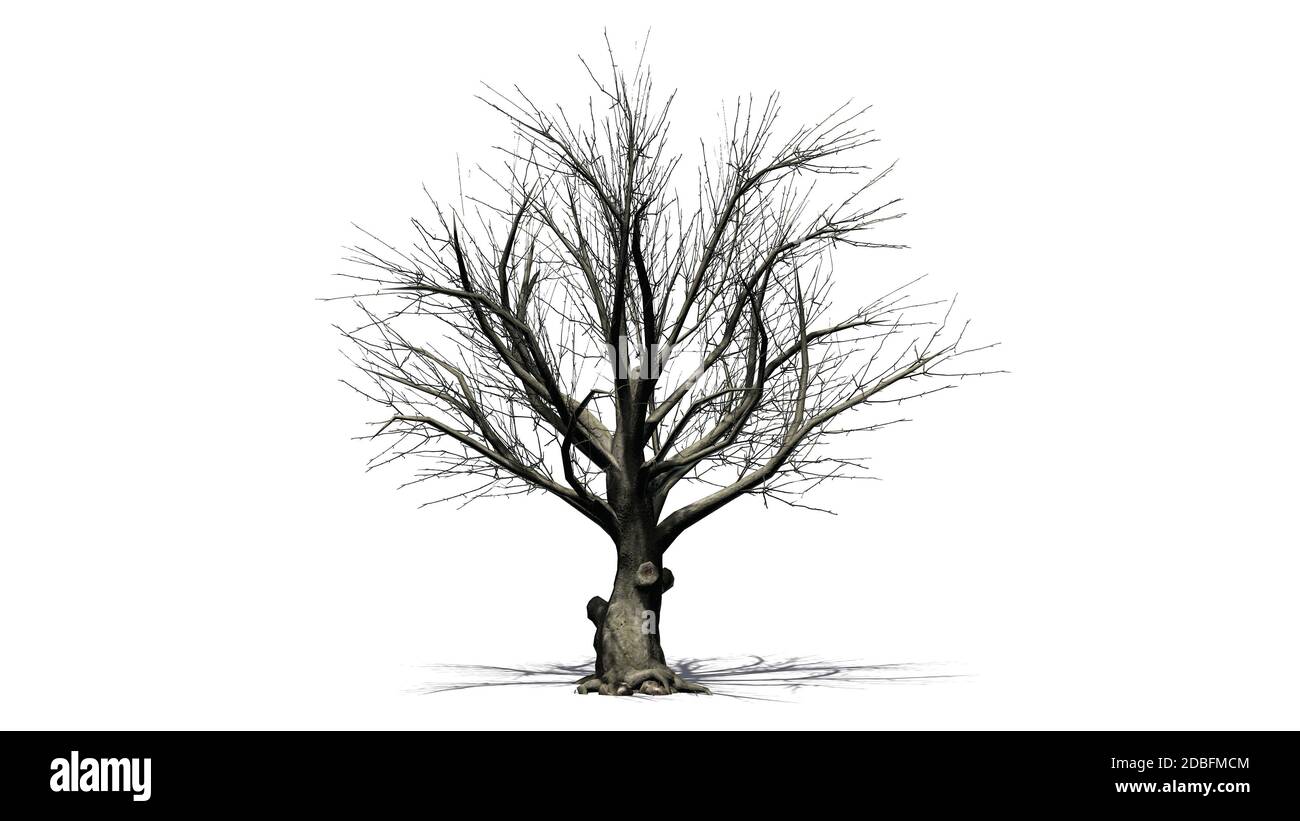 American Beech tree - isolated on white background Stock Photo - Alamy
