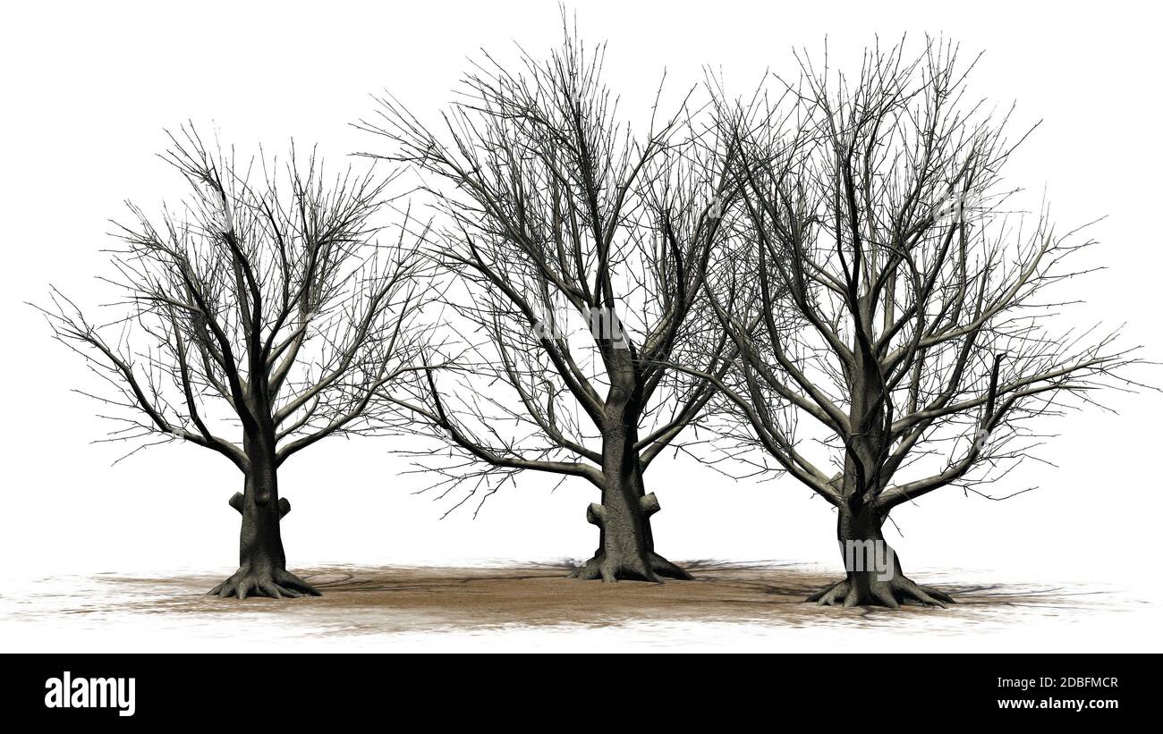 American Beech tree - isolated on white background Stock Photo - Alamy