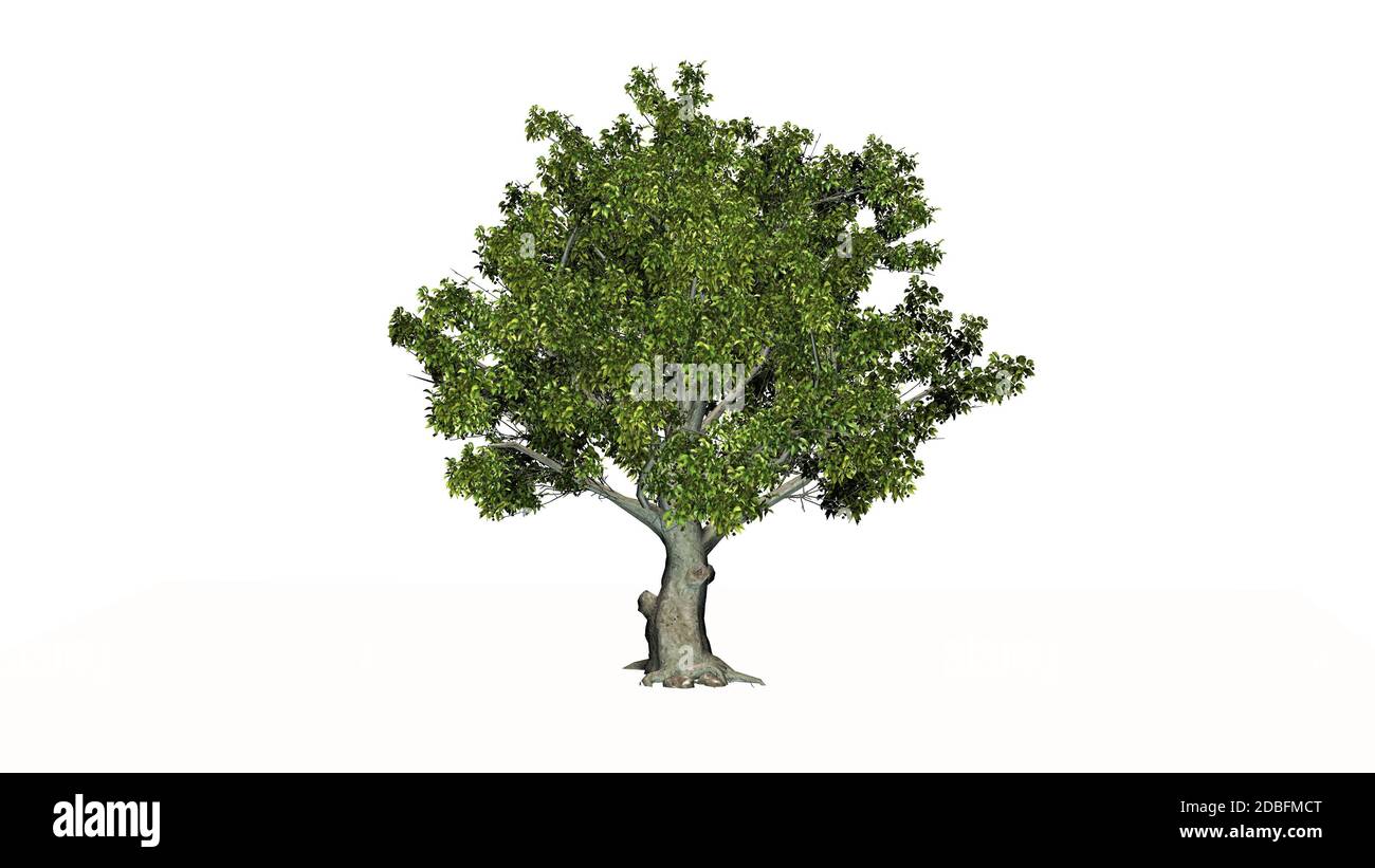 American Beech tree - isolated on white background Stock Photo - Alamy