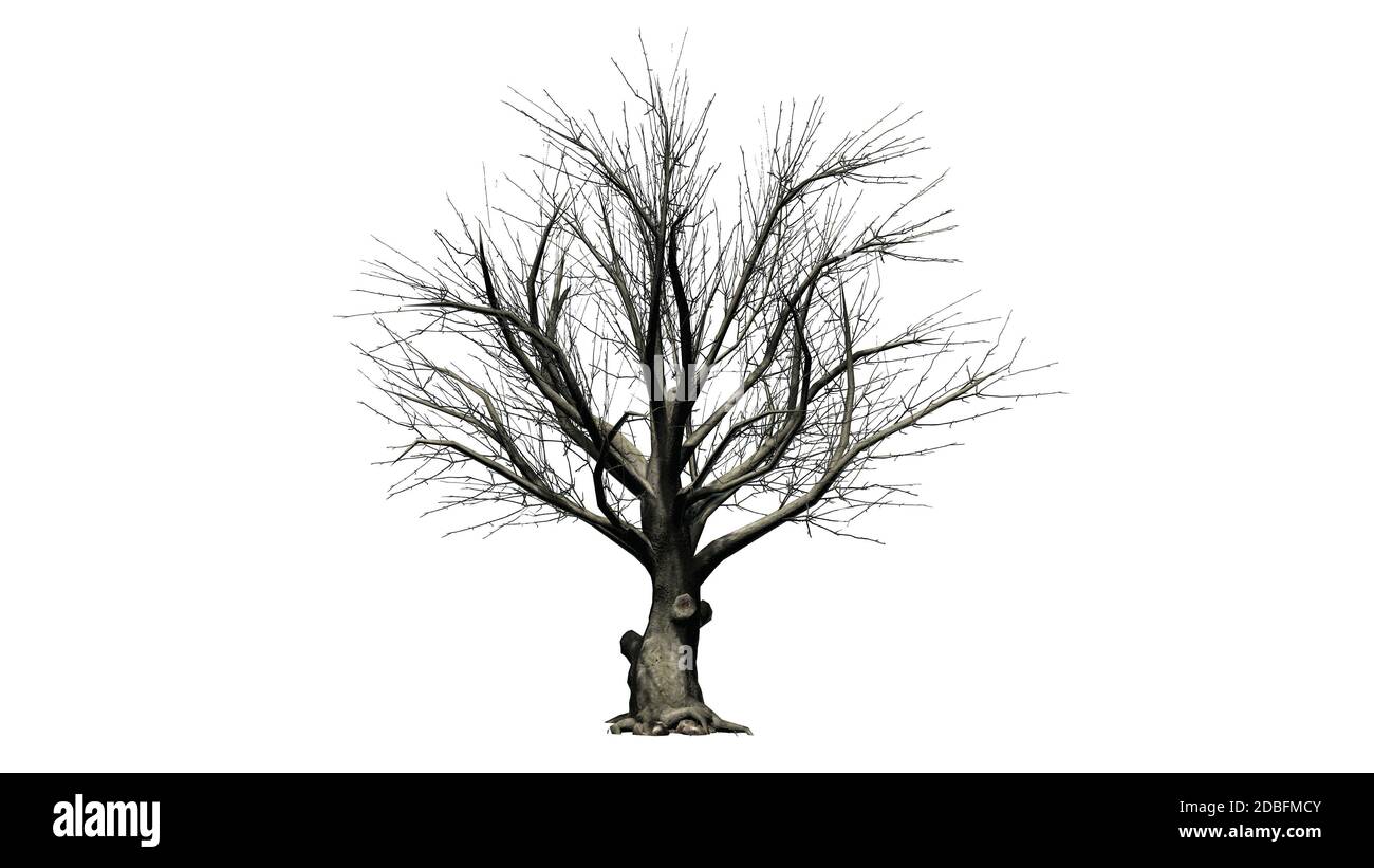 American Beech tree - isolated on white background Stock Photo - Alamy