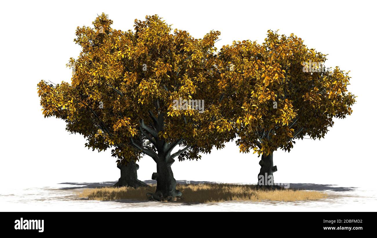 American Beech tree - isolated on white background Stock Photo - Alamy