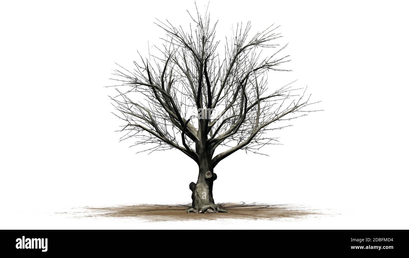 North american beech Cut Out Stock Images & Pictures - Alamy