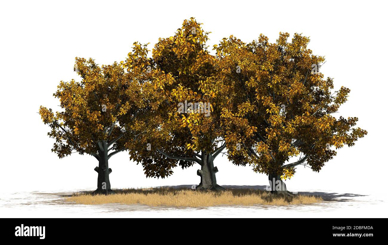 American Beech tree - isolated on white background Stock Photo - Alamy